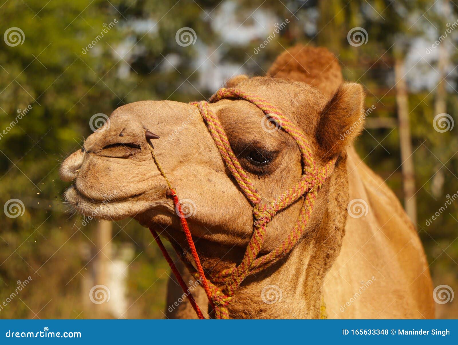 Camel eating. stock photo. Image of eating, wide, smiling - 165633348