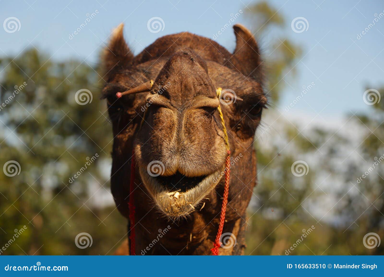 Camel Smiling. stock photo. Image of risk, challenges - 165633510