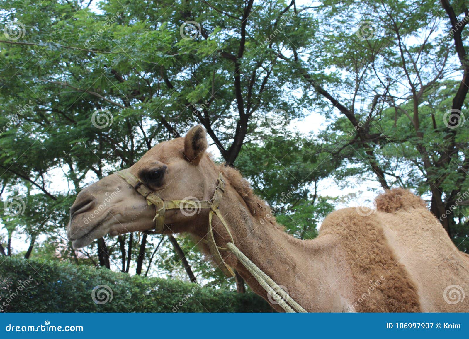 Camel Smiling stock image. Image of expression, expressions - 106997907