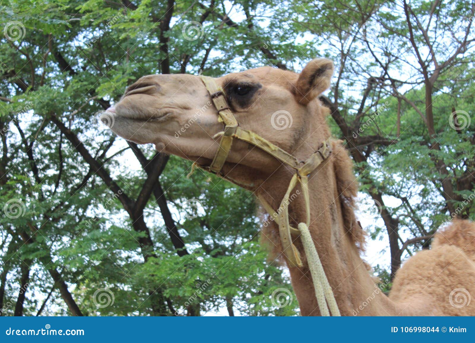 Camel Smiling stock photo. Image of expression, hump - 106998044