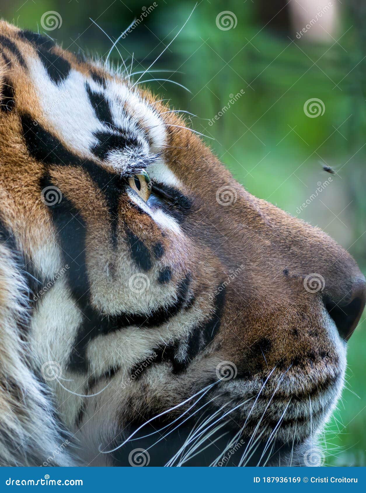 Close Up Wih a Tiger`s Head. Confrontation between a Tiger and a Fly or ...
