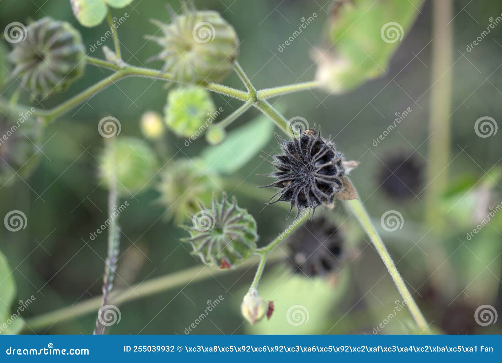 Close-up of Wild Abutilon Seeds Stock Photo - Image of nature, hemp ...