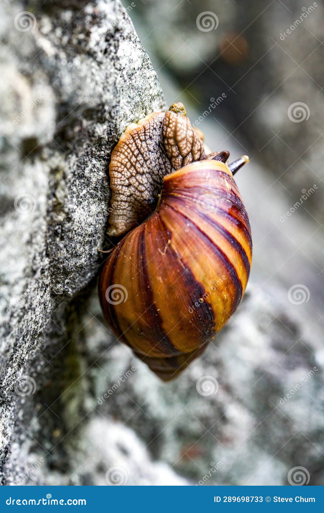 Close-up of a Wild African Big Snail Stock Image - Image of close ...