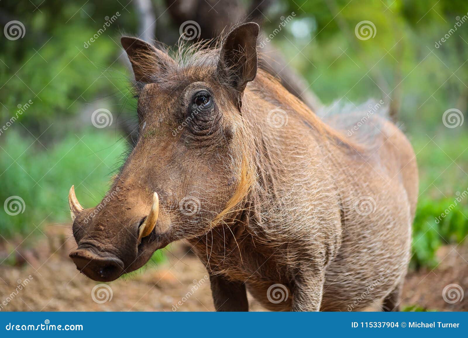Close Up of a Wild African Warthog Stock Photo - Image of national ...