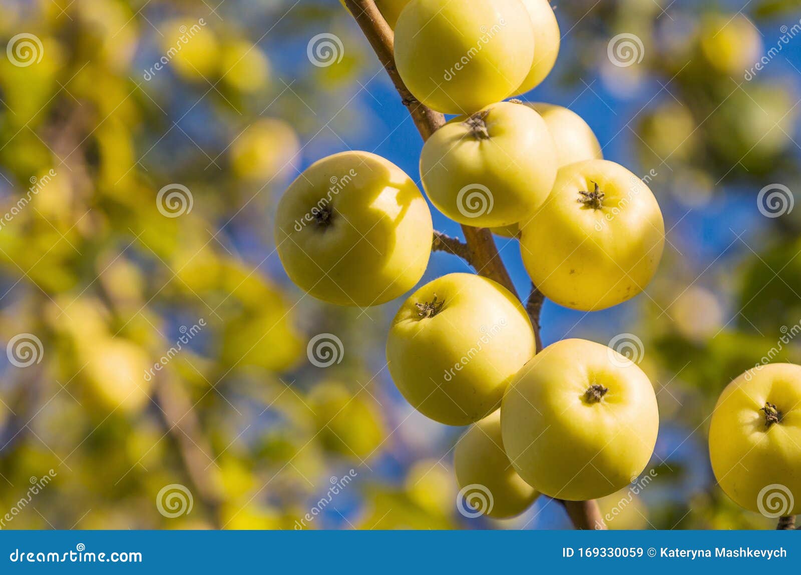 Close-up of Wild Apple Tree, Yellow Small Apples in August Stock Image ...