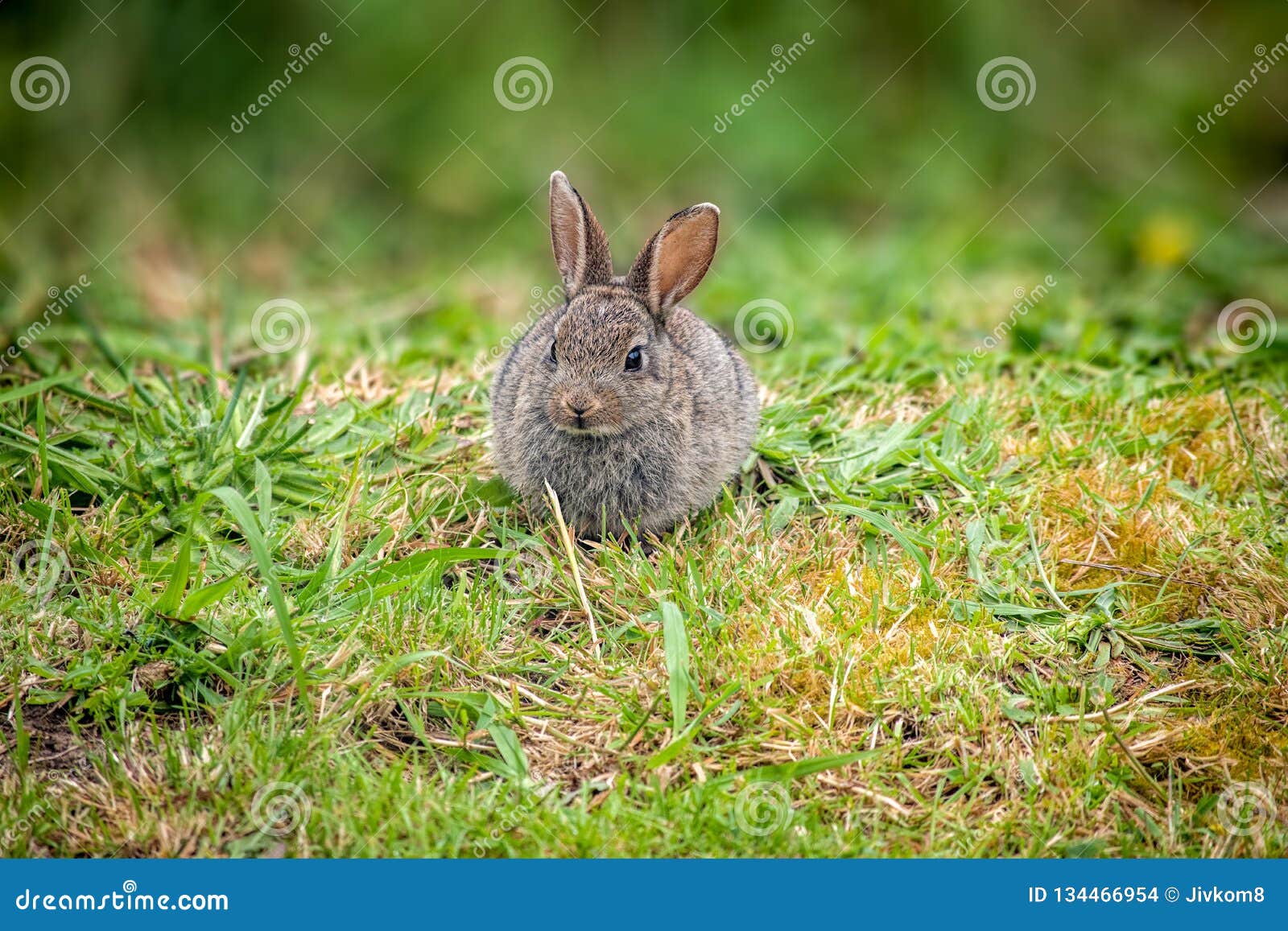 A Close Up of a Wild Baby Rabbit Stock Photo - Image of purebred ...
