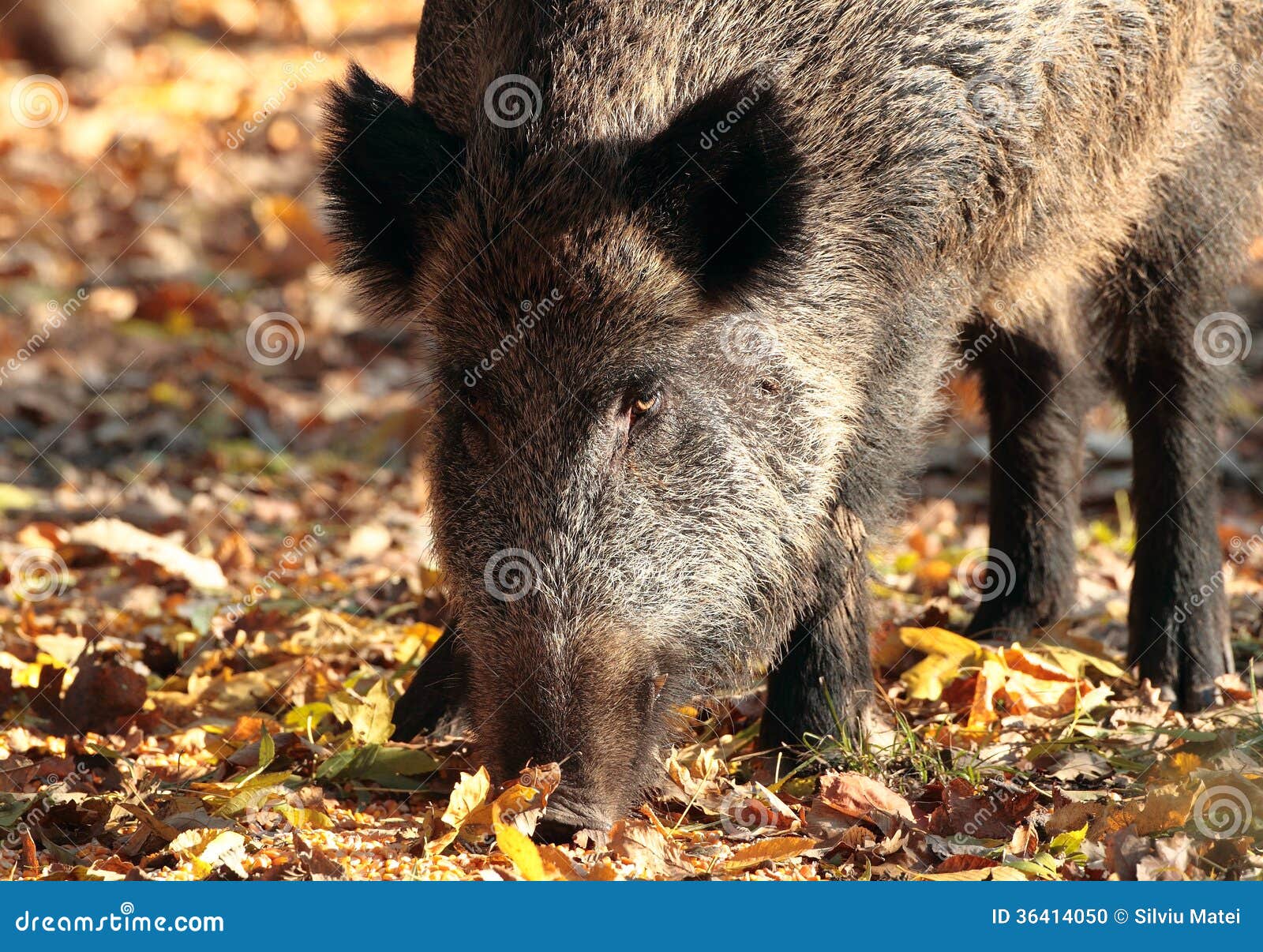 Close Up of Wild Boar in Autumn Forest Stock Photo - Image of wood ...