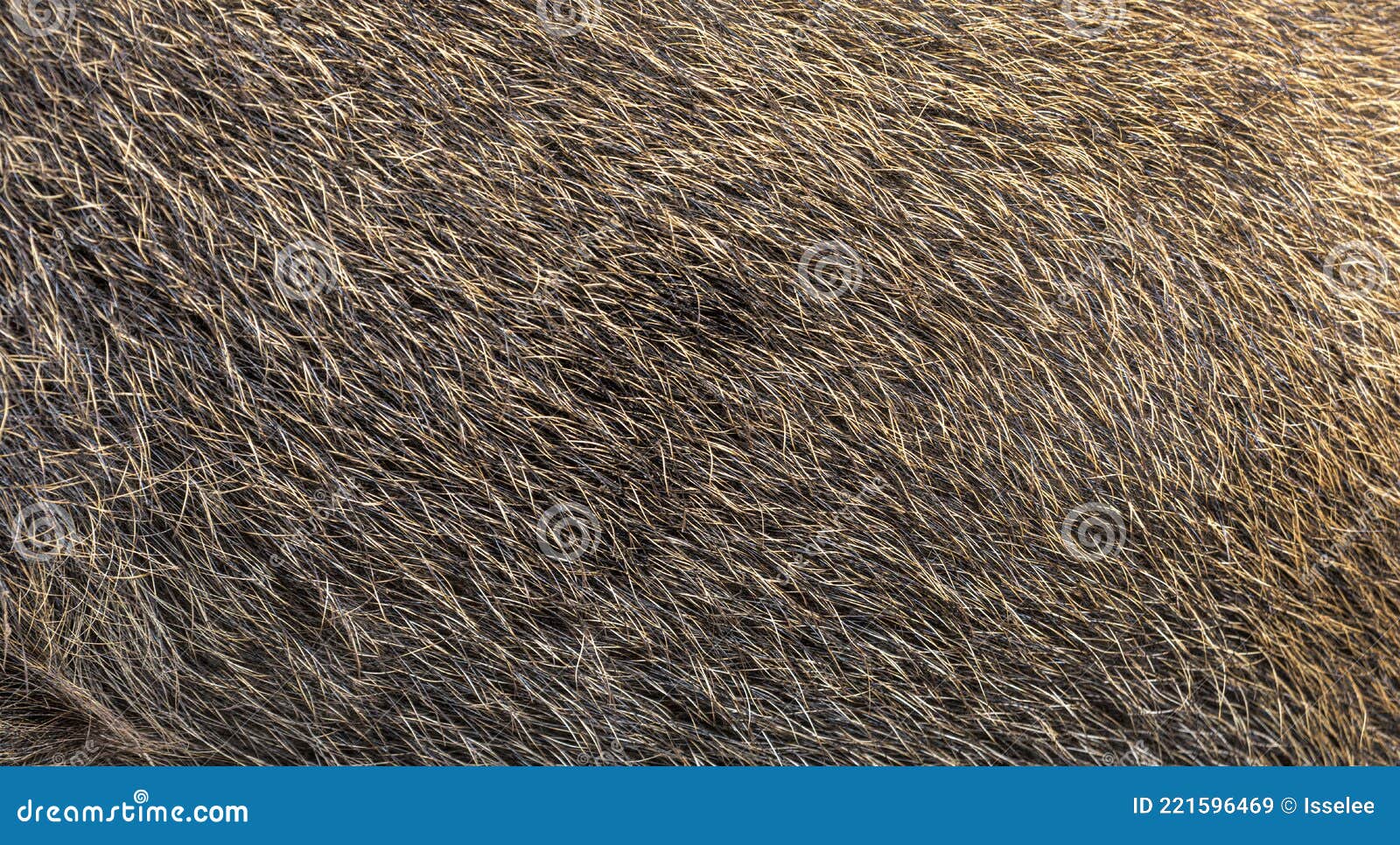 Close-up on Wild Boar Coat Fur Stock Image - Image of hairy, material ...