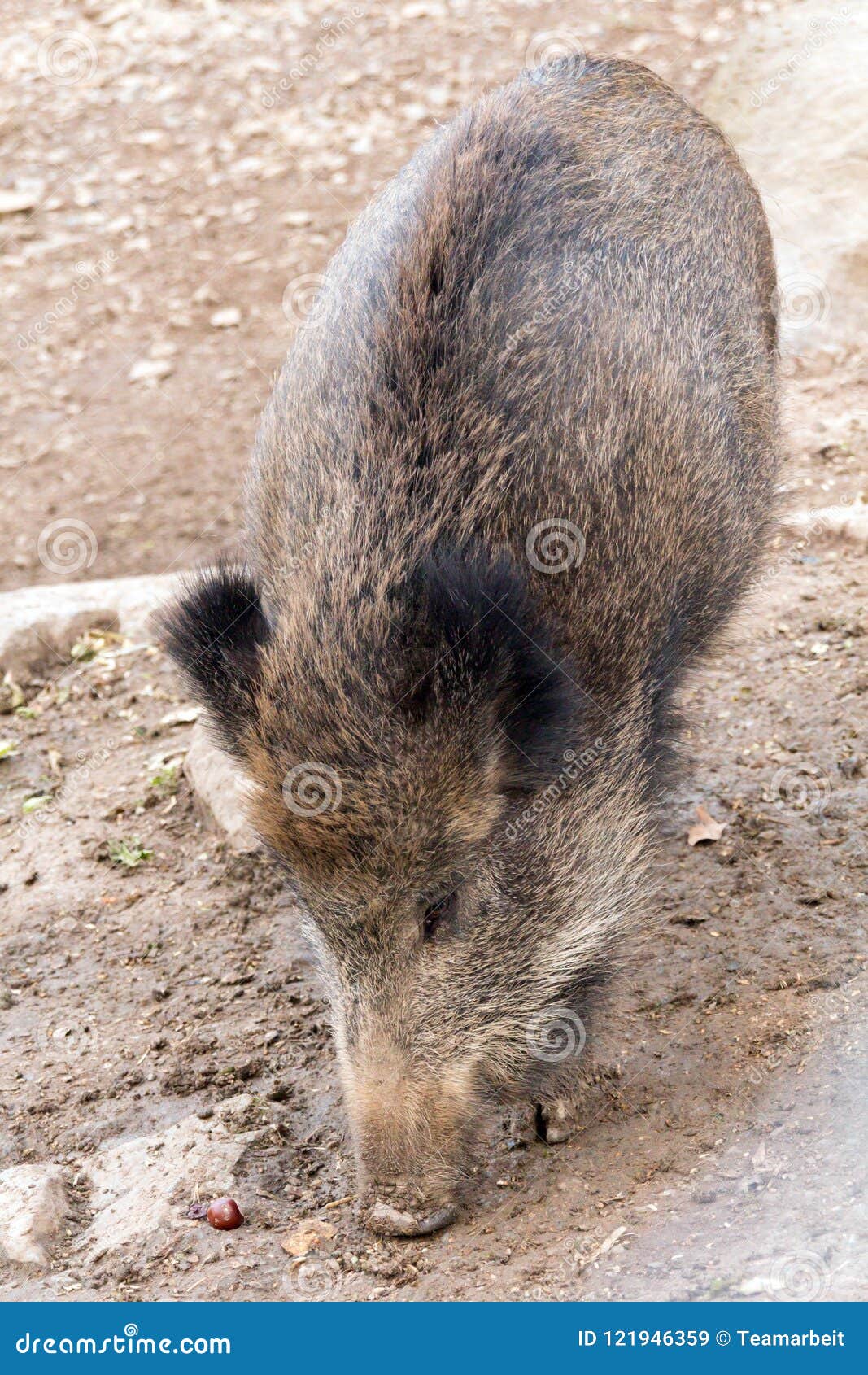 Close-up of wild boar stock image. Image of shooting - 121946359