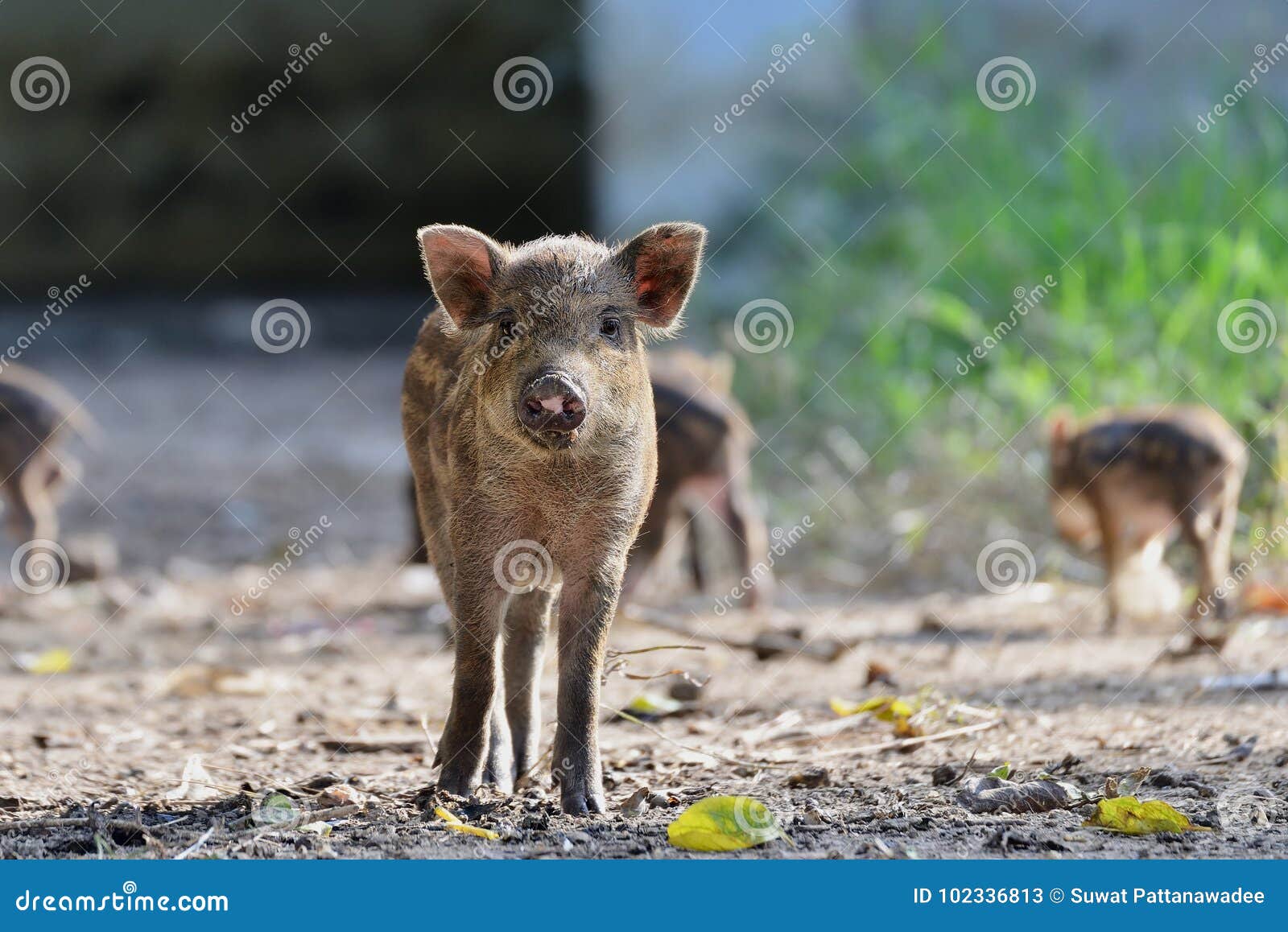 Wild boar piglets stock image. Image of head, offspring - 102336813