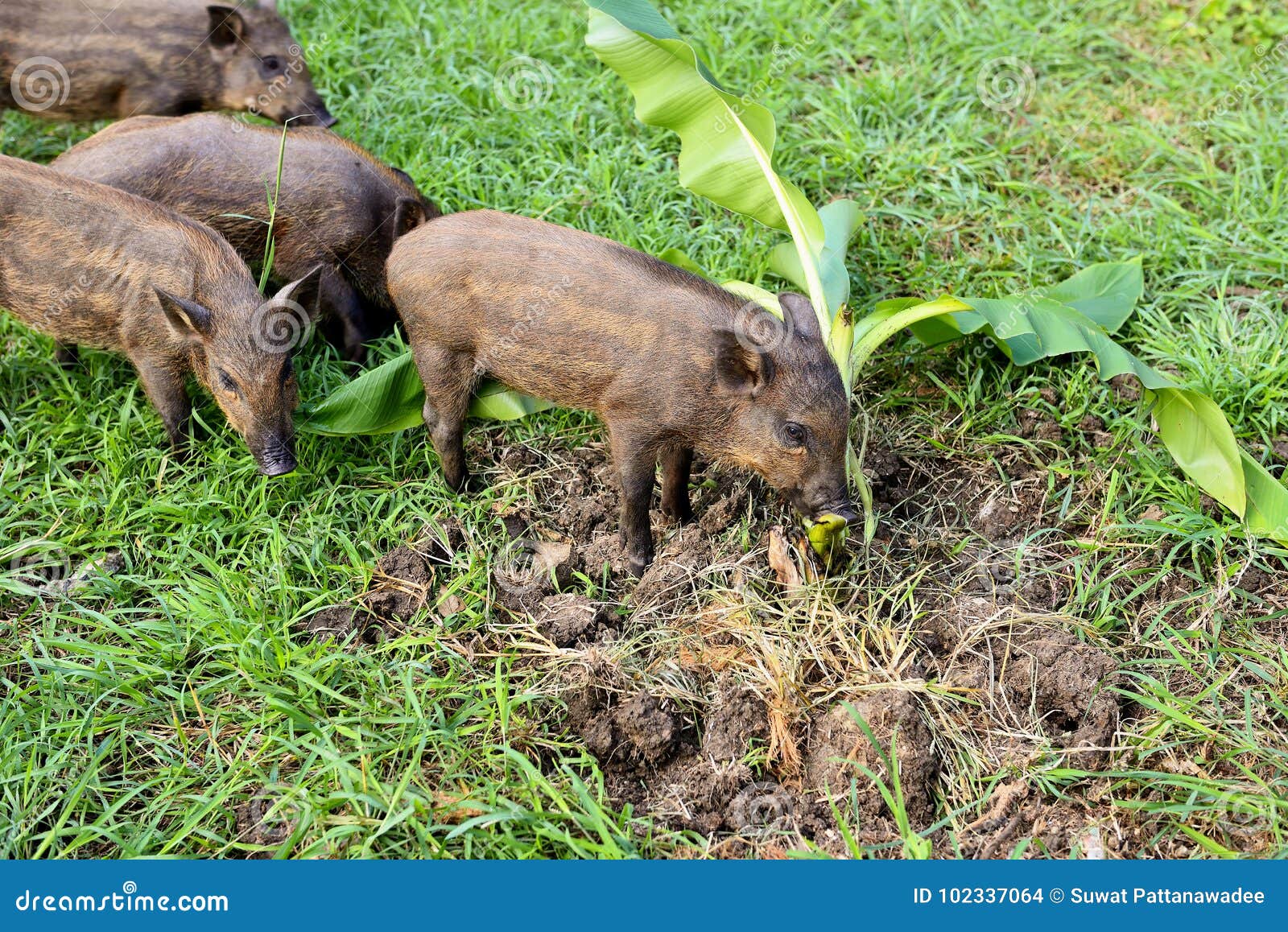 Wild boar piglets stock photo. Image of offspring, nature - 102337064