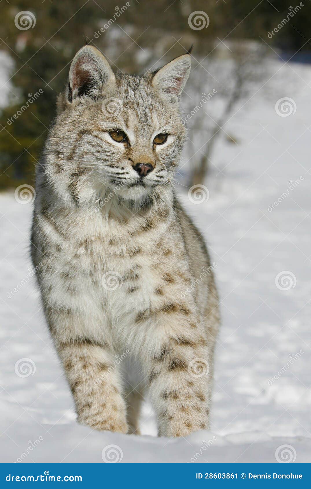 Close up of a wild bobcat stock image. Image of beautiful - 28603861