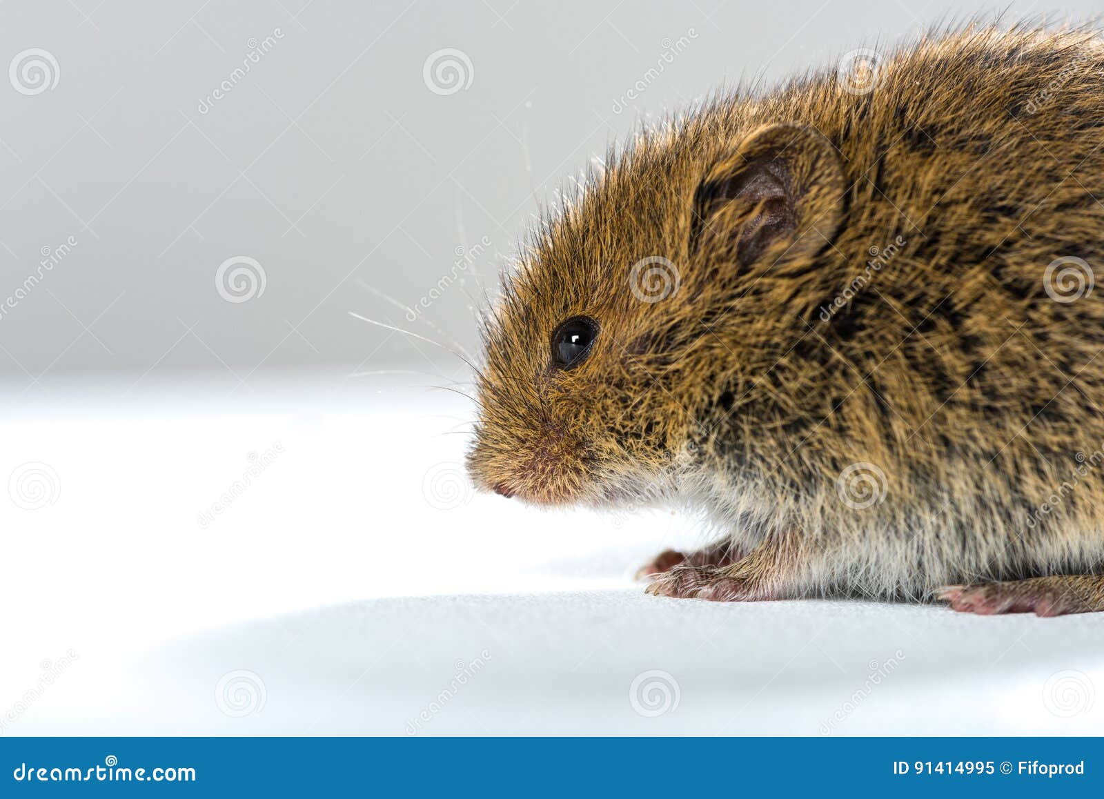 Close Up on Wild Brown Field Mouse, Side View Stock Image - Image of ...