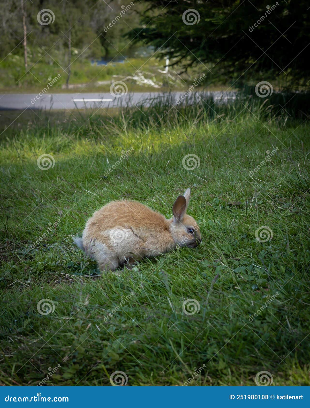 Wild Rabbit Grazing on Grass in the Park. Stock Photo - Image of cute ...