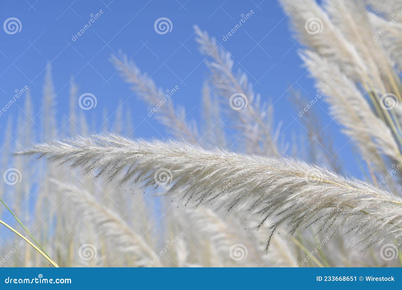 Close Up of Wild Cane Field and Blue Sky on a Sunny Day Stock Image ...