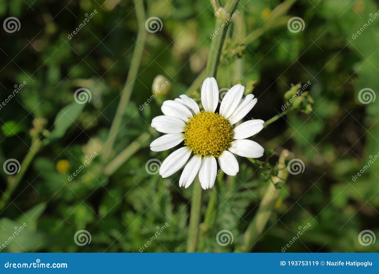 Close-up Wild Chamomile, Medicinal Chamomile Flower Stock Image - Image ...
