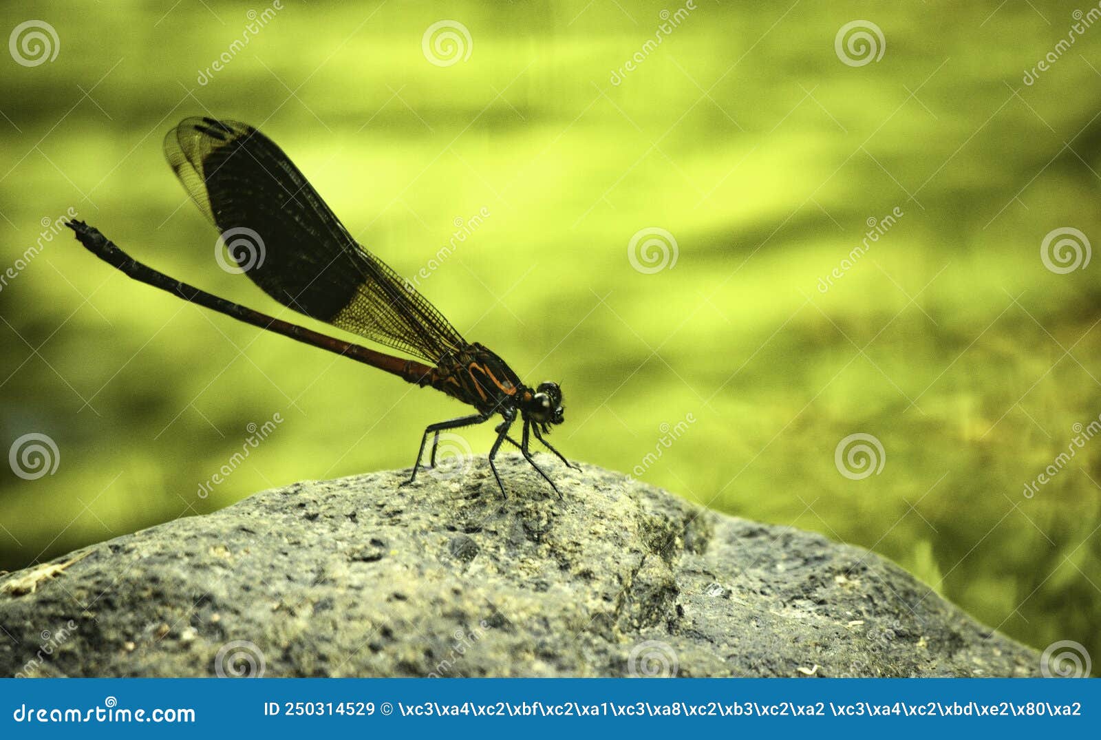 The Wild Dragonfly Rest on the Rock of River Stock Image - Image of ...