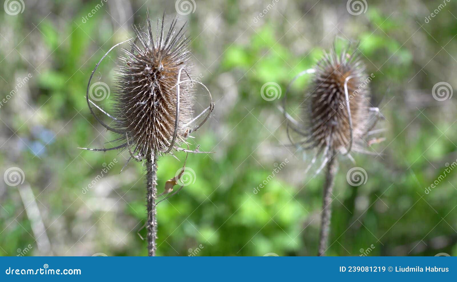 Close-up of Wild Flowers. Dried Thistle Bud Stock Image - Image of ...