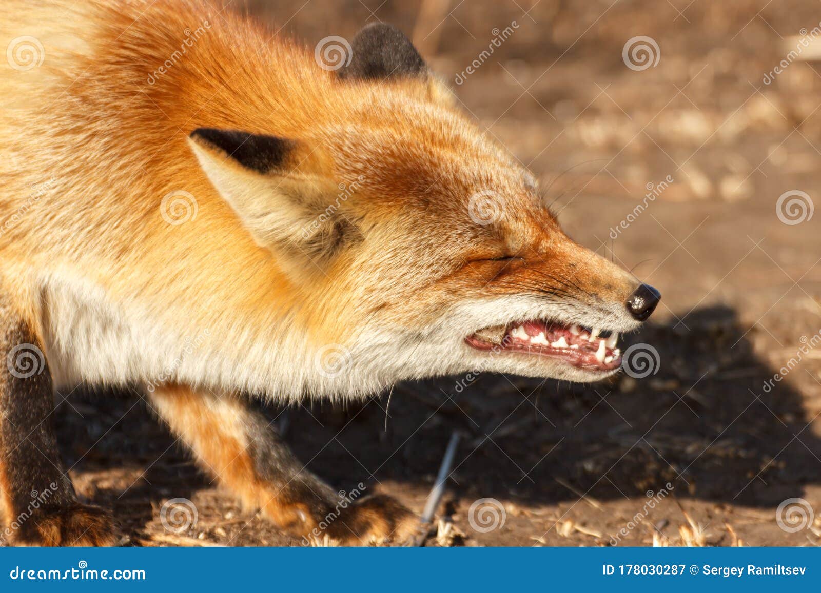 Close-up Fox Face while Eating Stock Image - Image of town, wildlife ...