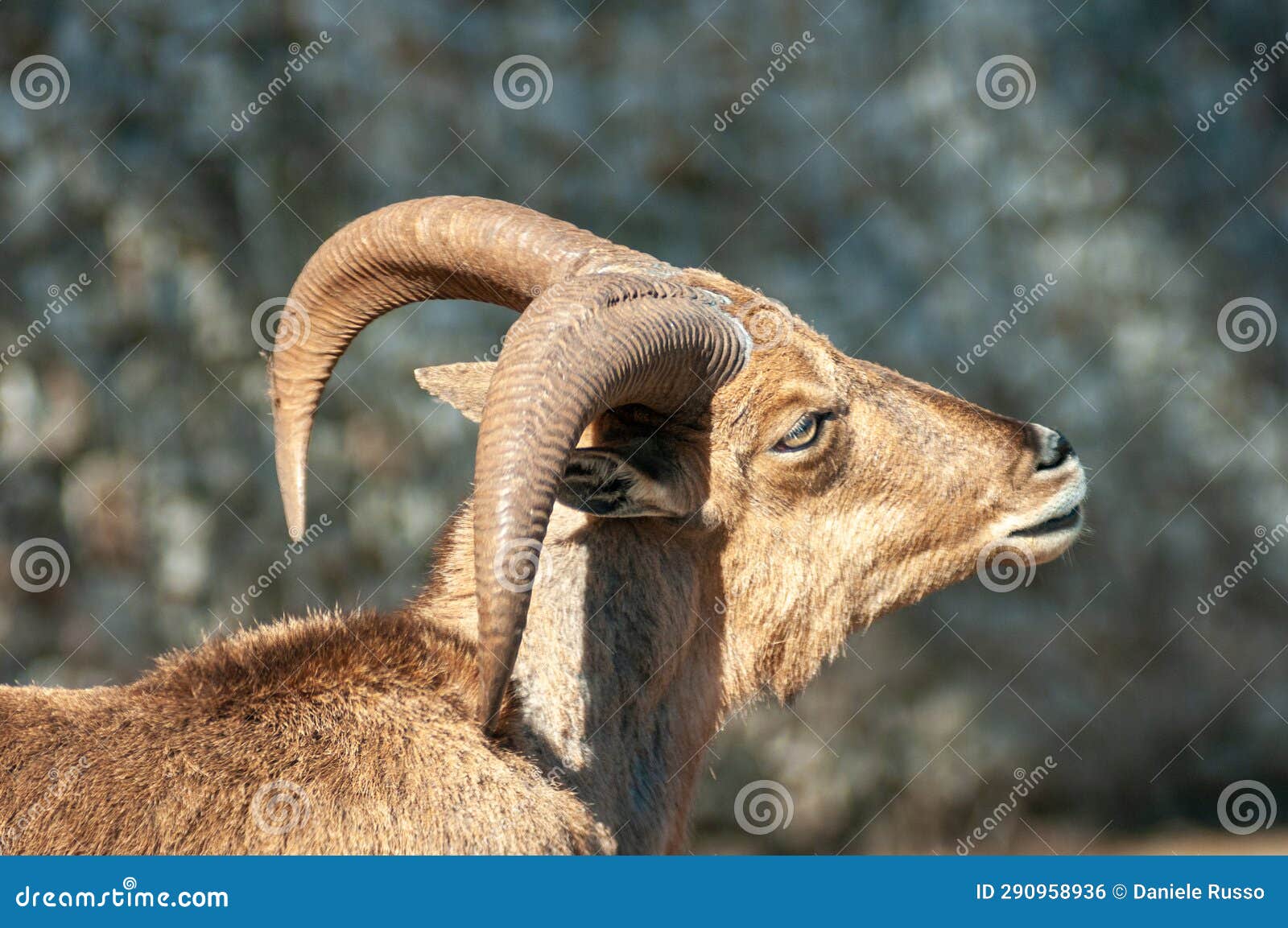 Close Up of a Wild Goat, Also Called Capra Aegagrus Stock Photo - Image ...