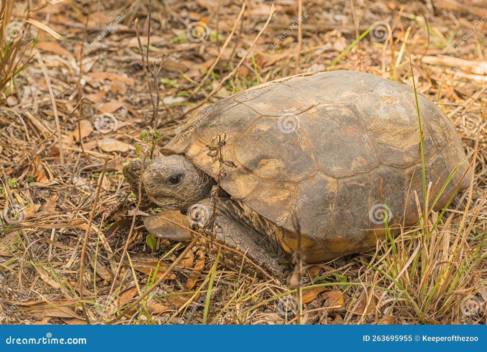 Wild Gopher Tortoise Sitting in the Grass Stock Image - Image of ...