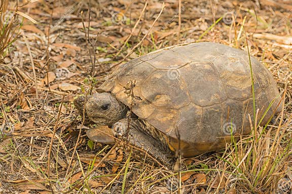 Wild Gopher Tortoise Sitting in the Grass Stock Image - Image of ...