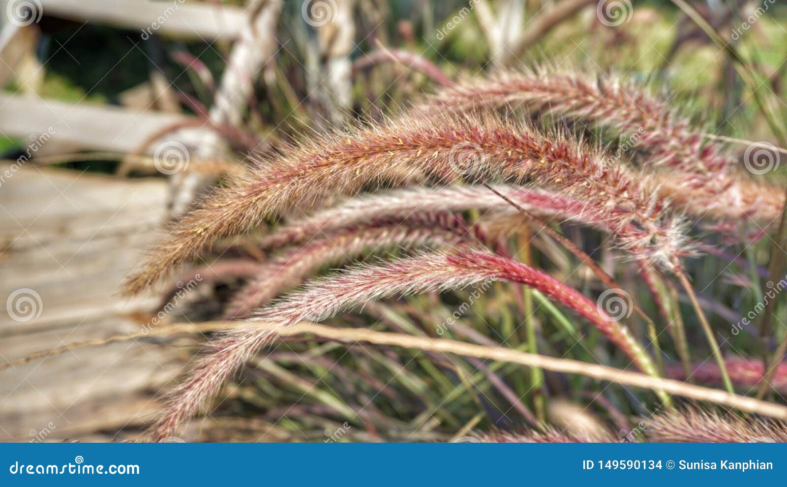 Wild grass in field stock photo. Image of growth, macro - 149590134