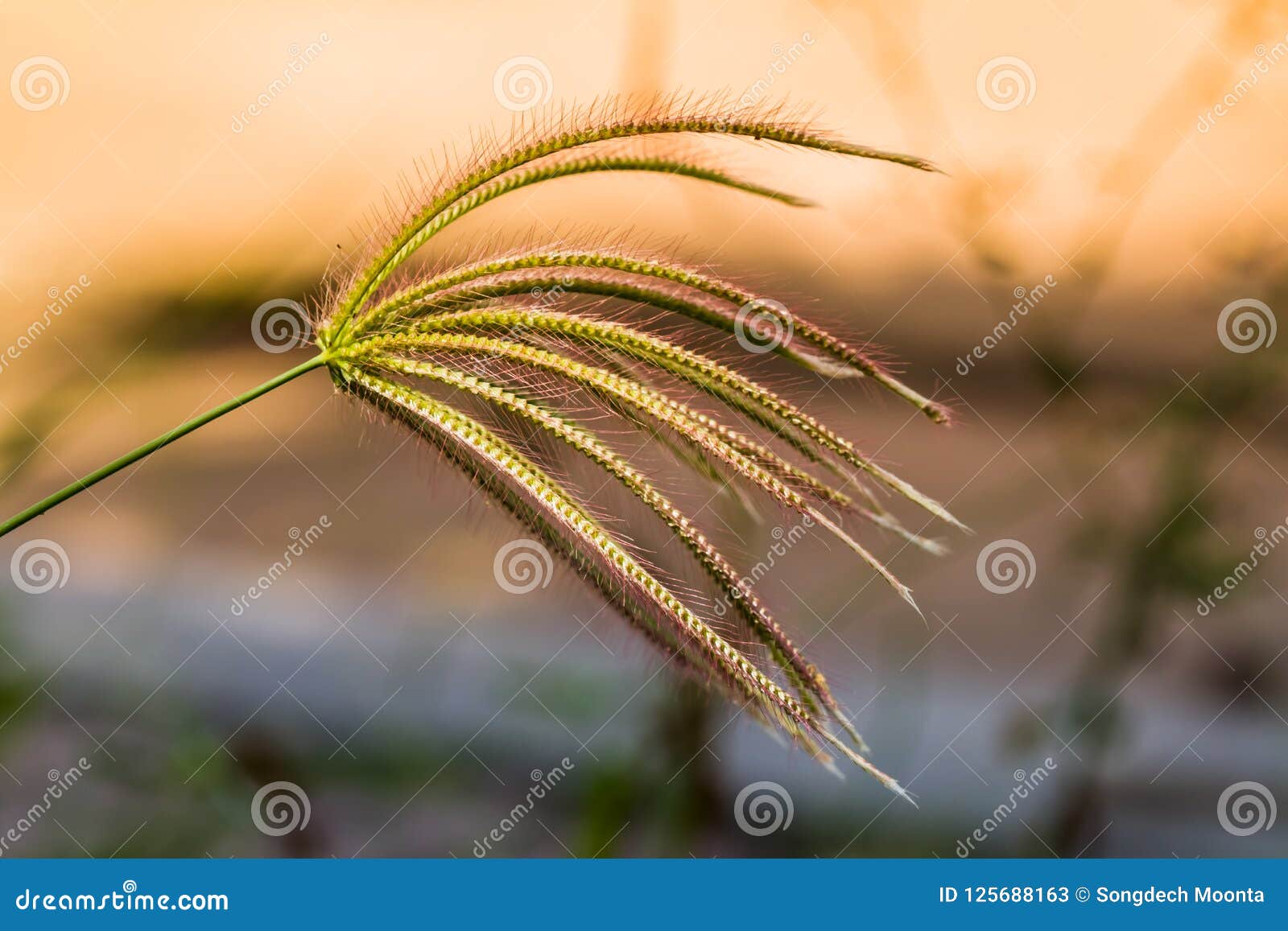 Wild Grass at Summer with Warm Sunlight Stock Image - Image of summer ...