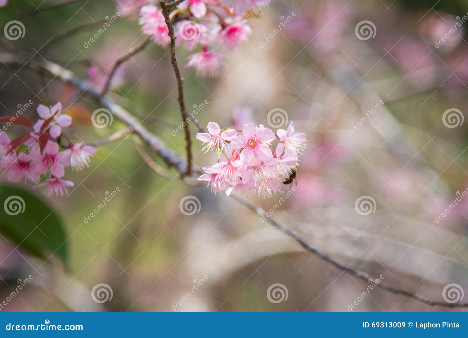 Close-up of Wild Himalayan Cherry Blooming (Prunus Cerasoides) Stock ...