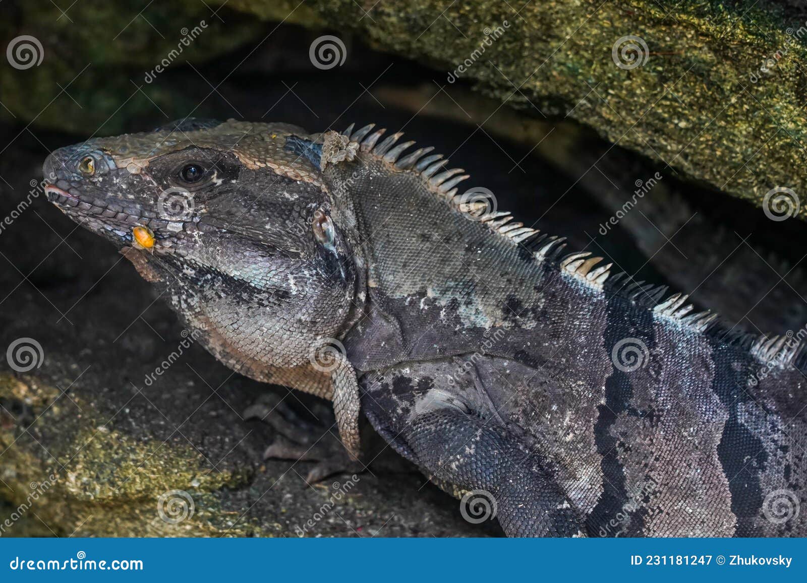 Close up of wild Iguana stock image. Image of hunter - 231181247