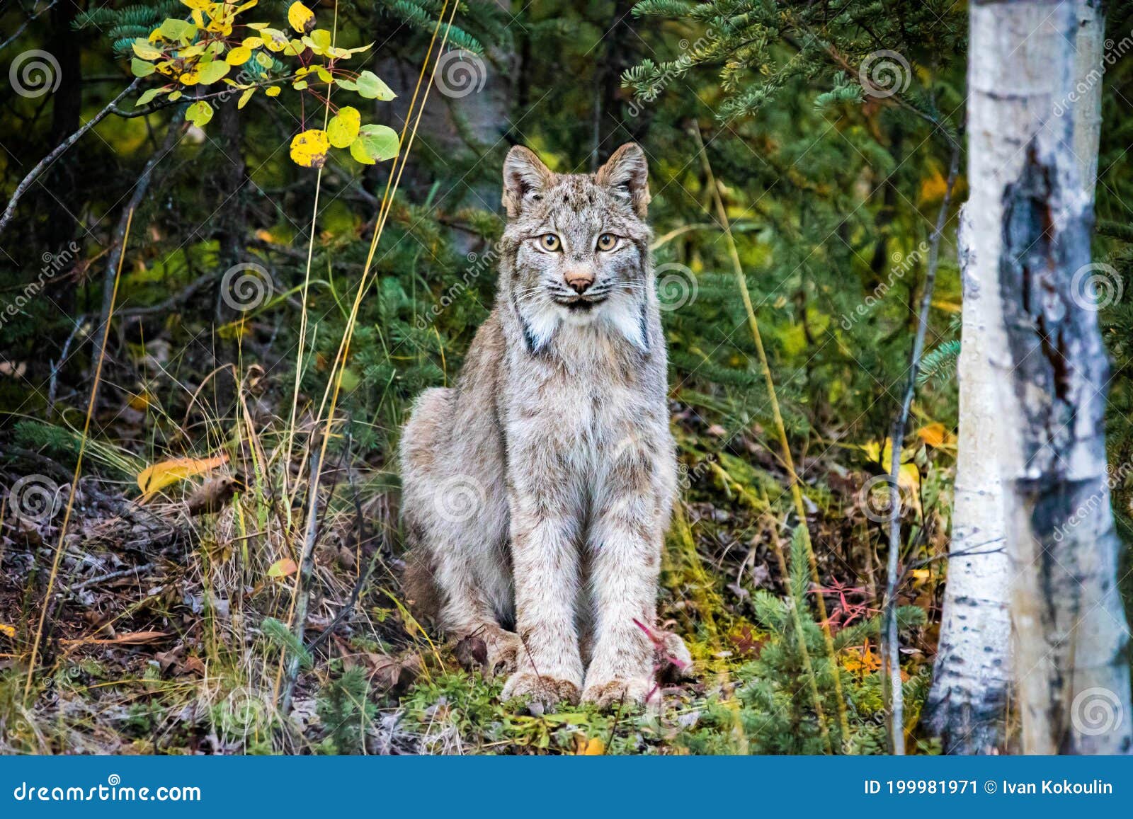 Close Up Wild Lynx Portrait in the Forest Looking at the Camera Stock ...
