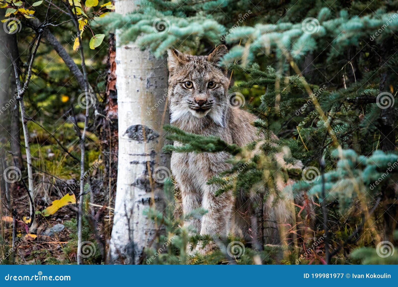 Close Up Wild Lynx Portrait in the Forest Looking at the Camera Stock ...