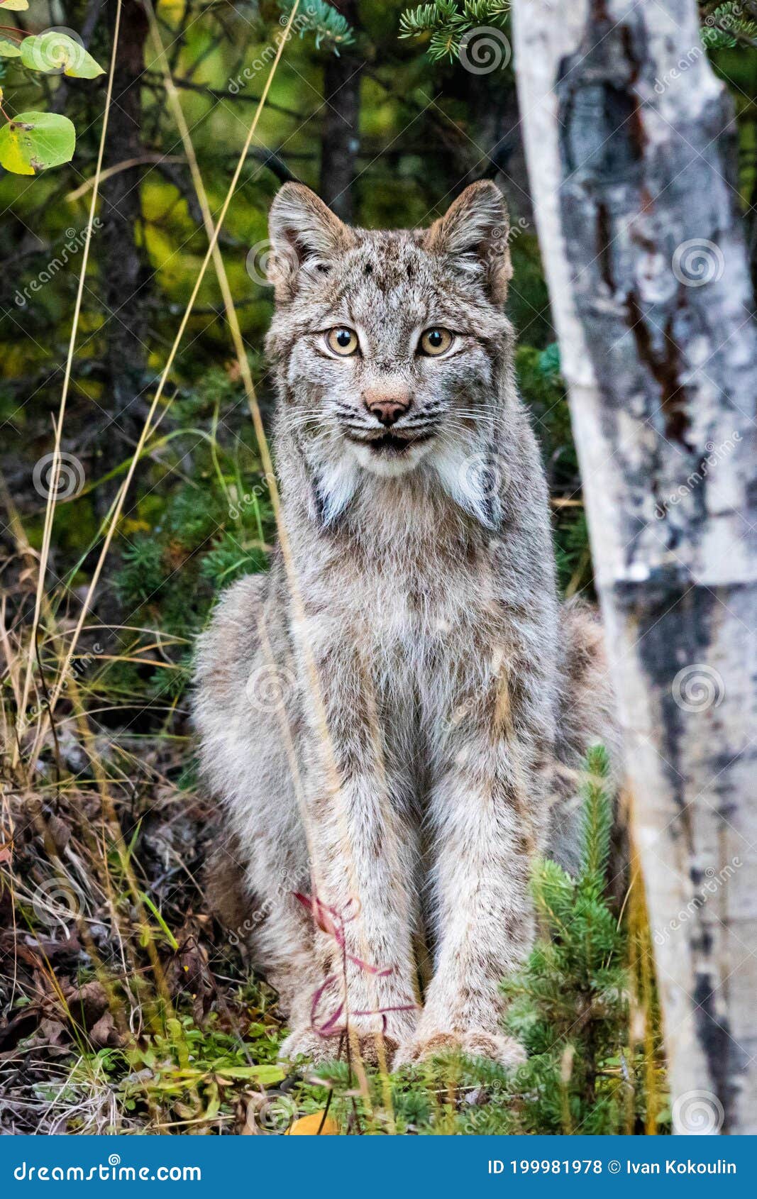 Close Up Wild Lynx Portrait in the Forest Looking at the Camera Stock ...