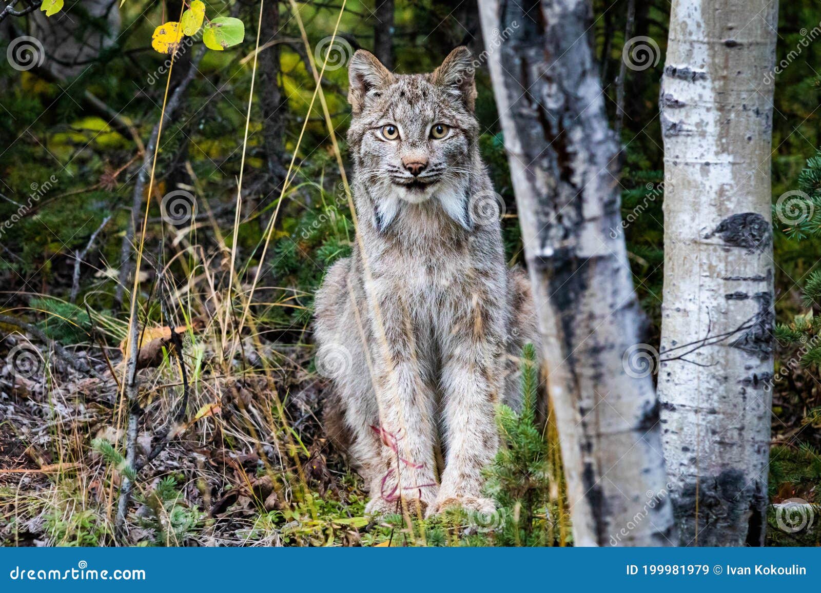 Close Up Wild Lynx Portrait in the Forest Looking at the Camera Stock ...