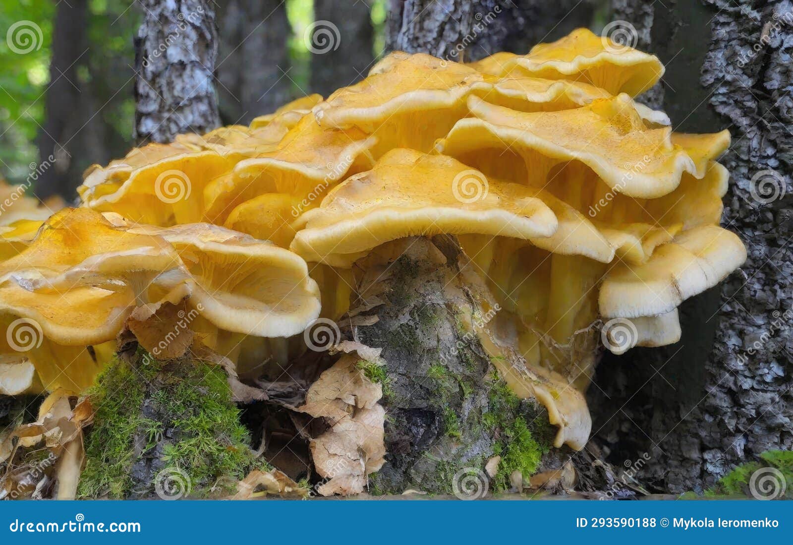 Close-up Of Growing Dermatophytes Fungus Causing Skin Diseases Stock ...