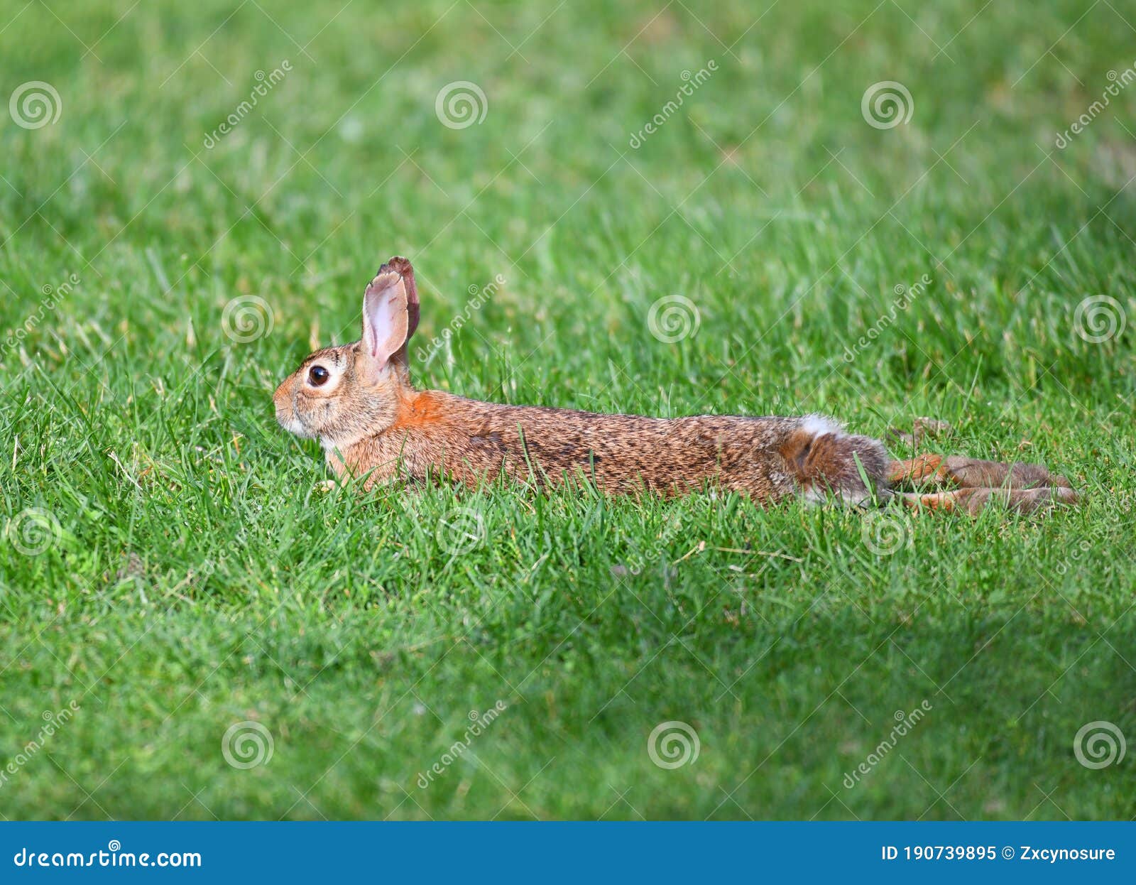 Close Up on Wild Rabbit Crawl on the Lawn Stock Image - Image of field ...