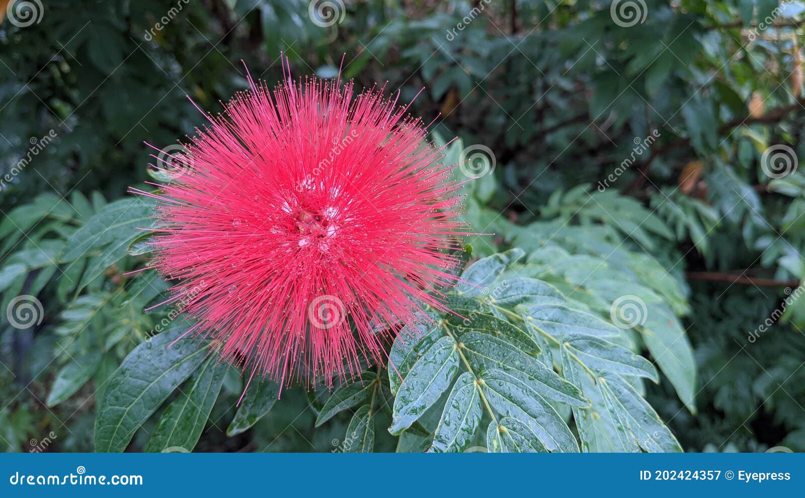 Close Up of a Wild Red Flower Stock Image - Image of nature, love ...