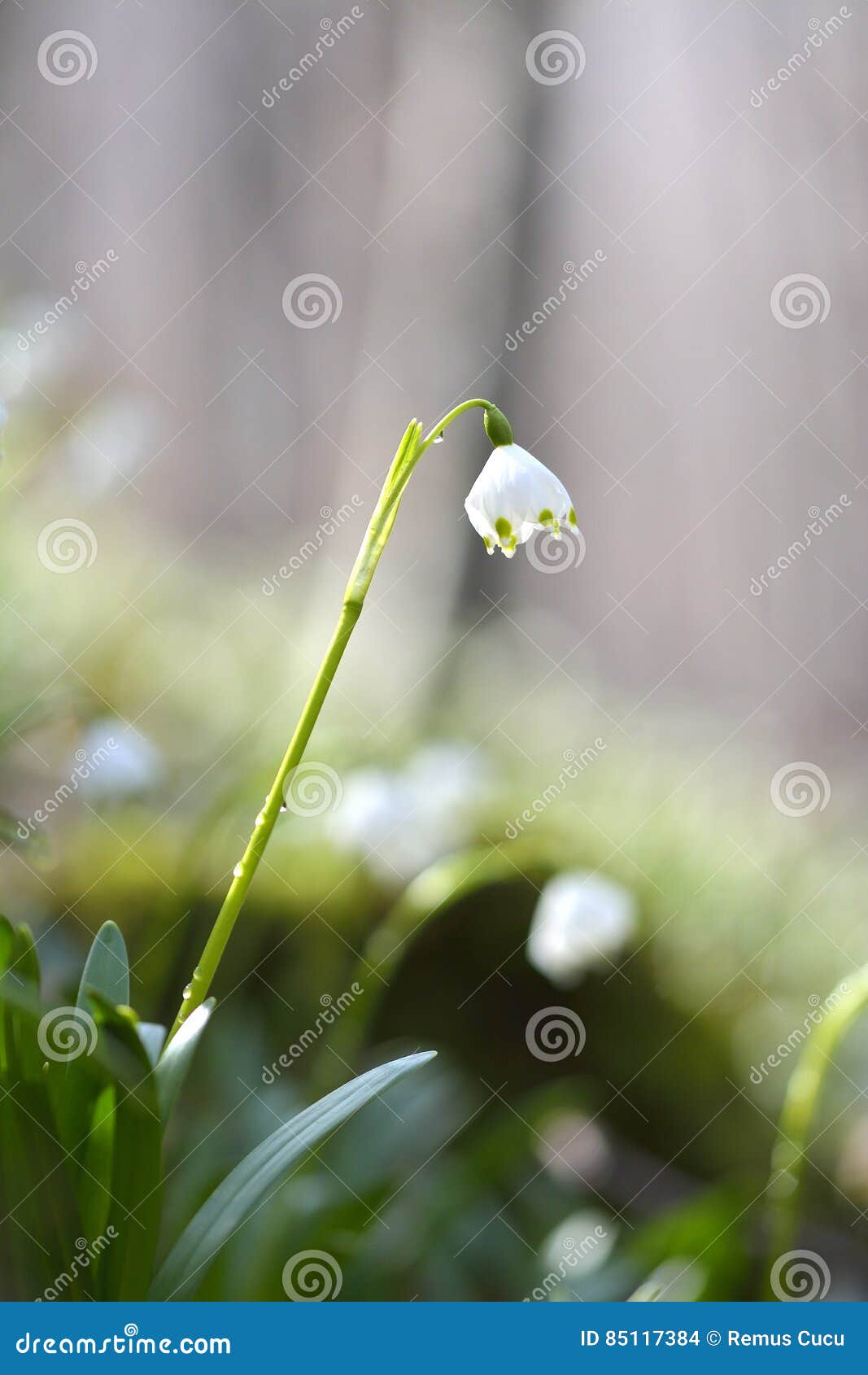 Close Up of a Wild Snowdrop Growing in the Forest. Stock Photo - Image ...