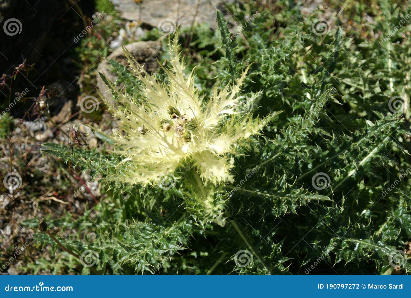 Close Up of a Wild Thistle Rosette Stock Photo - Image of herbal, open ...