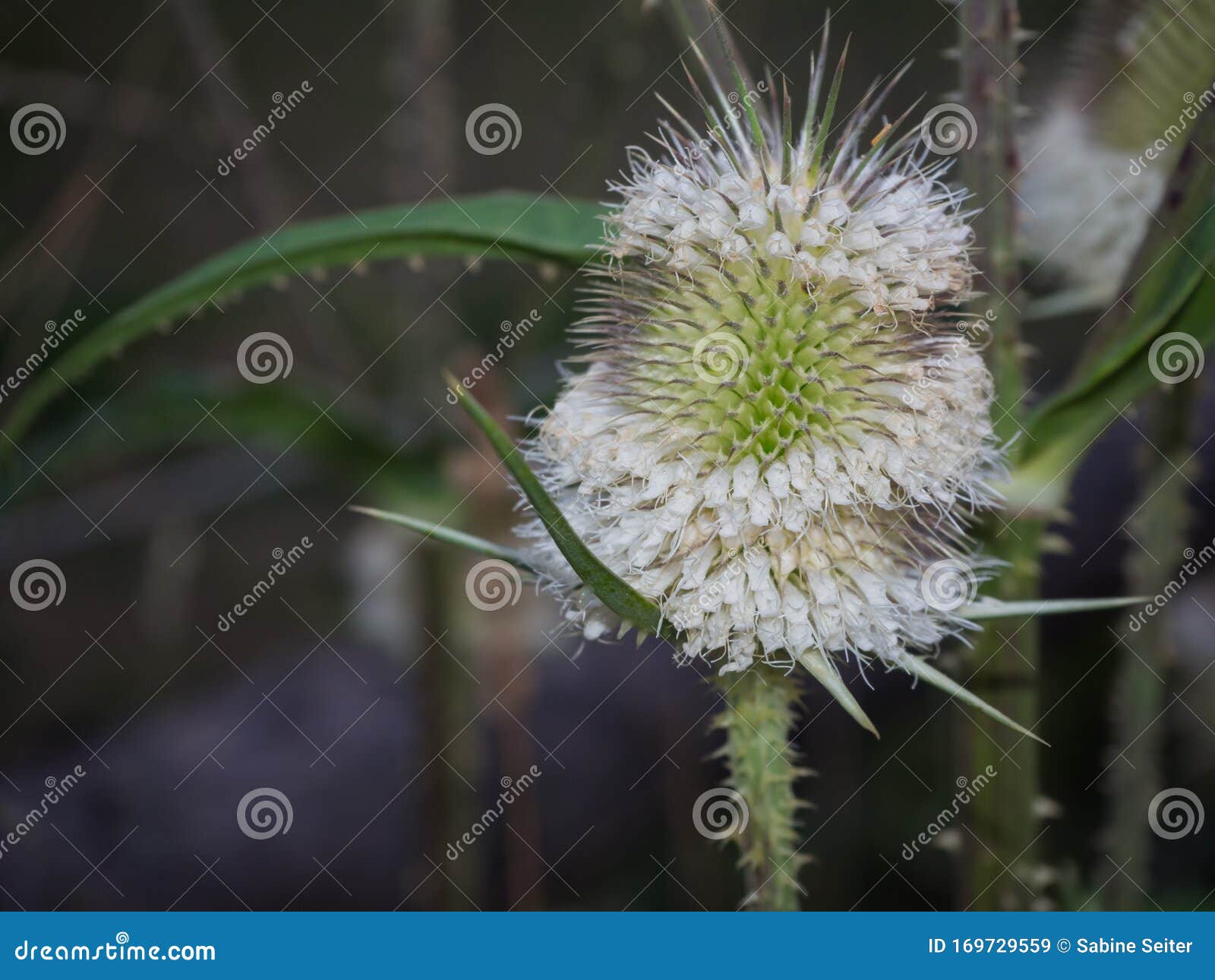 Wild Thistle White Close Up Stock Image - Image of blooming, botanic ...