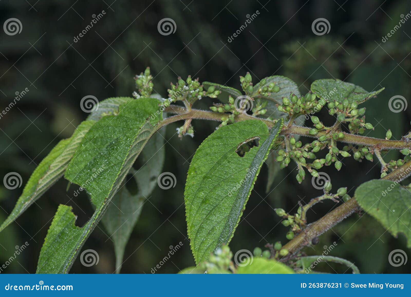 Close Up of the Wild Trema Orientalis Tree Plant Stock Image - Image of ...