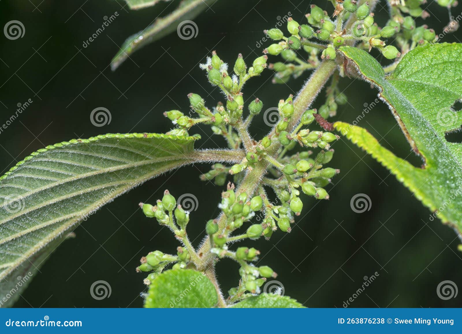Close Up of the Wild Trema Orientalis Tree Plant Stock Photo - Image of ...