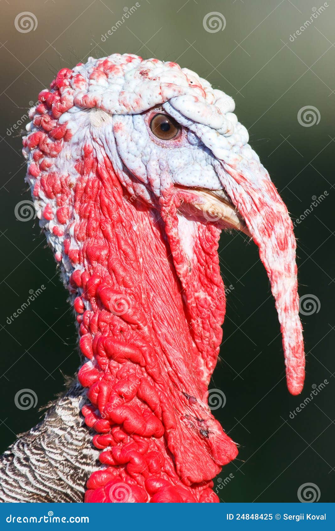 Close-up of Wild Turkey stock image. Image of vertebrate - 24848425