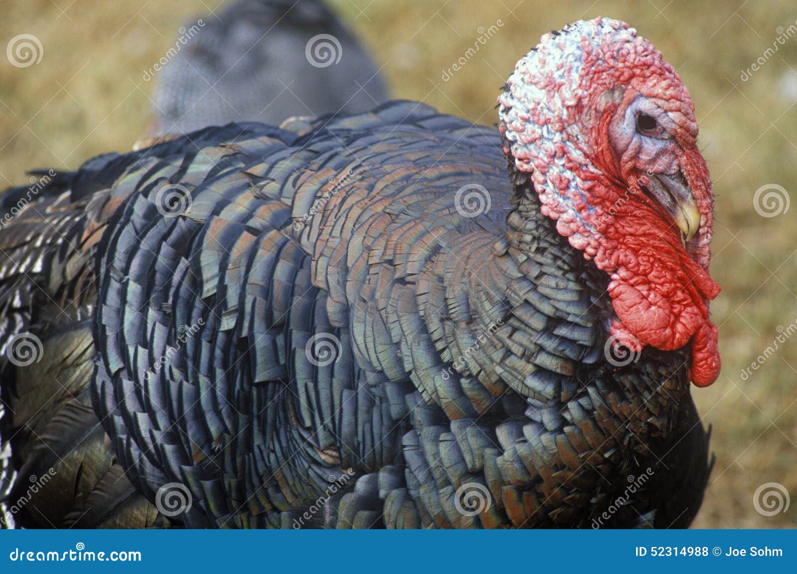 Close-up of Wild Turkey Rooster, VA Stock Photo - Image of rural, bird ...