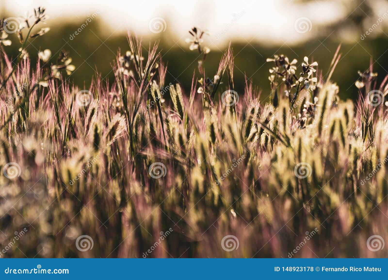 Close-up of Wild Wheat Field on a Golden Spring Sunset. Spring Time ...
