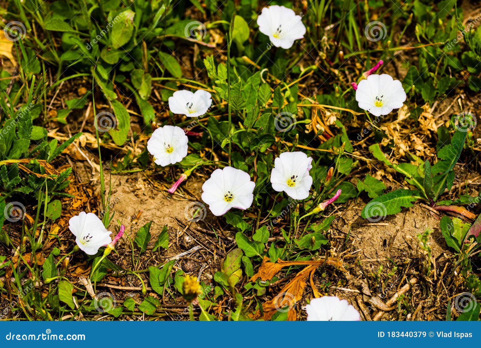 Close Up of Wild White Bindweed Flower Isolated in a Garden Stock Image ...