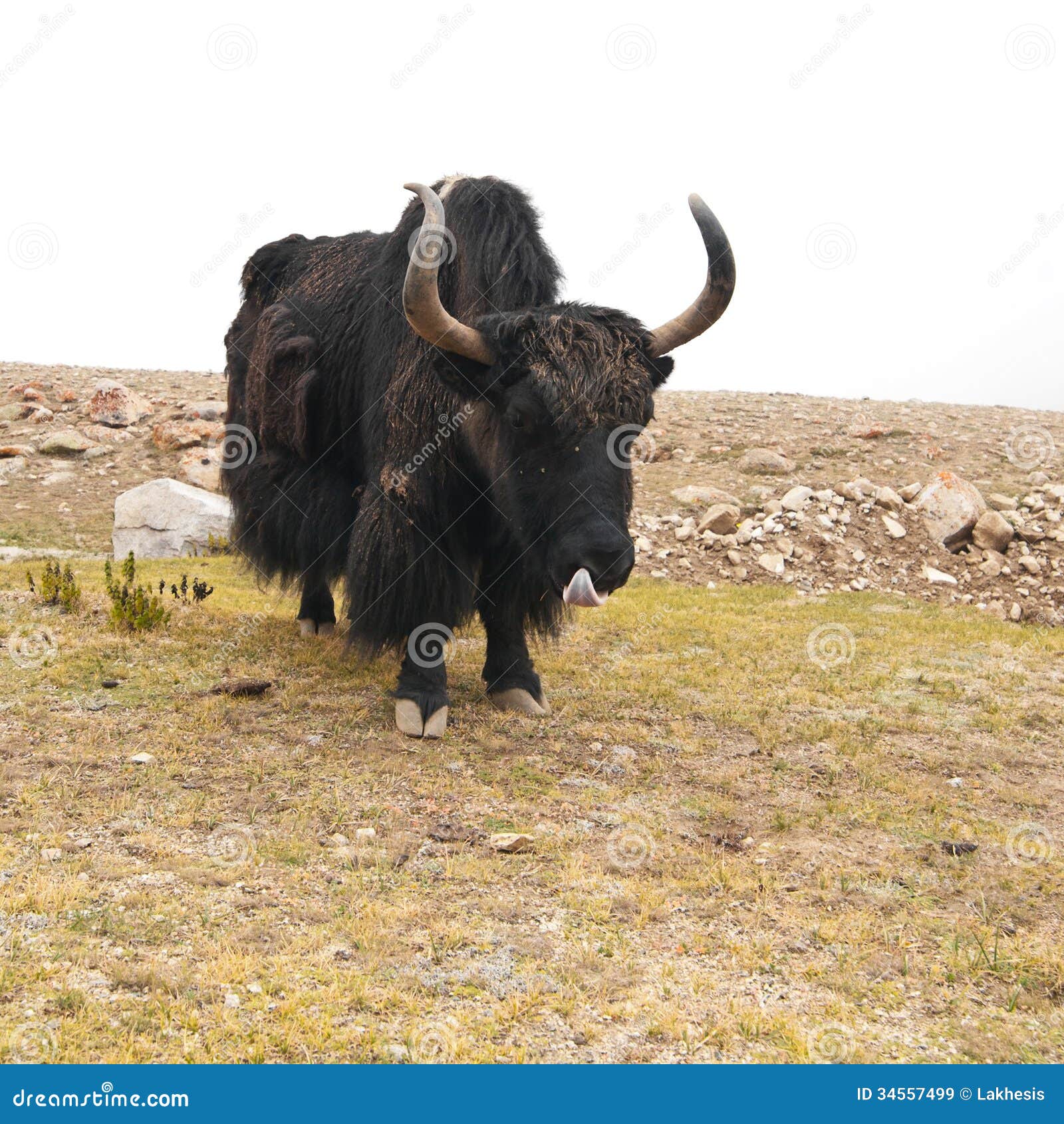 Close Up Wild Yak in Himalaya Mountains Stock Image - Image of asia ...