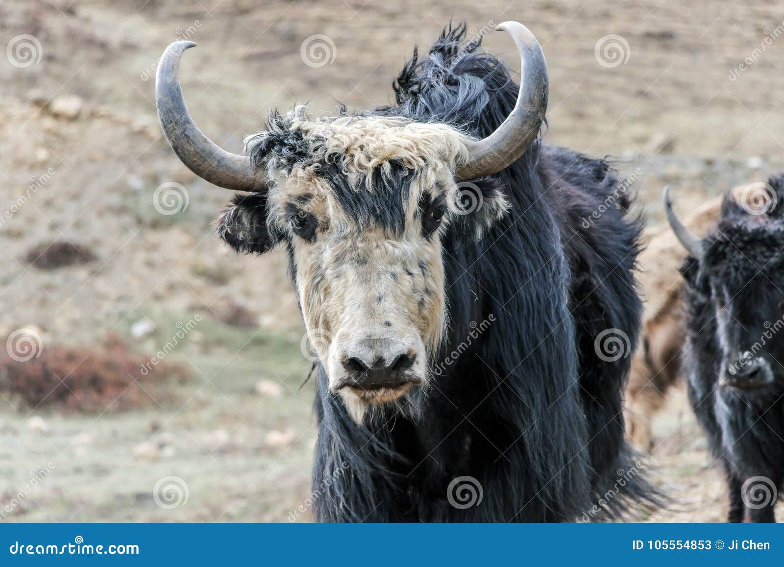 Close Up of Wild Yaks in Grassland Stock Image - Image of hair, mammal ...