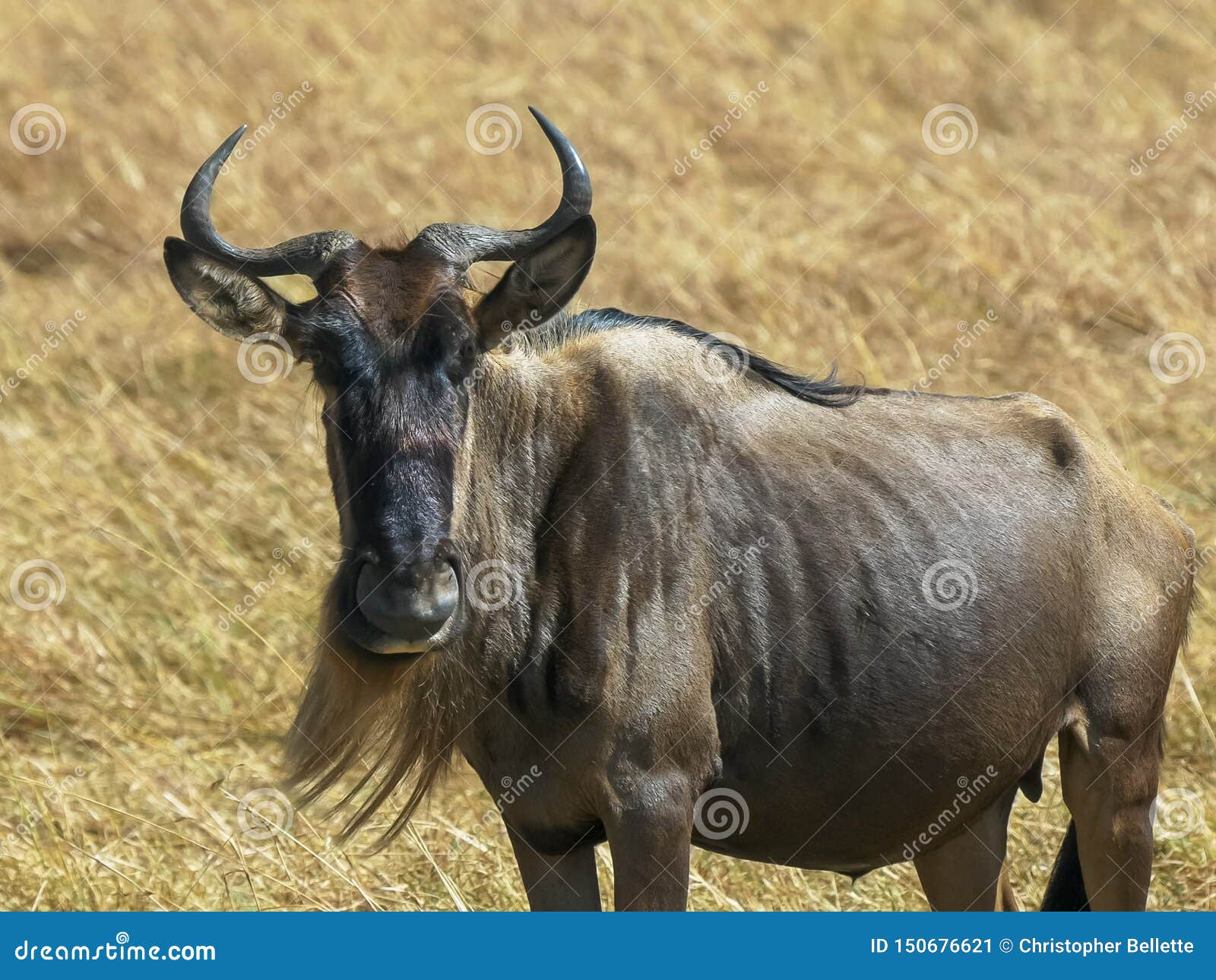 Close Up of a Wildebeest in Masai Mara, Kenya Stock Image - Image of ...