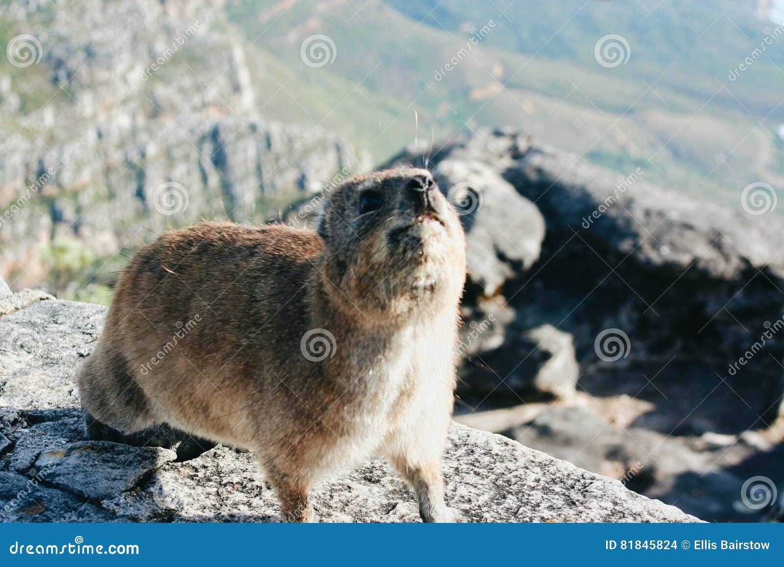 Close up wildlife dassi stock photo. Image of close, back - 81845824